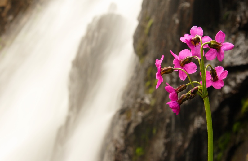 Wildflower and waterfall